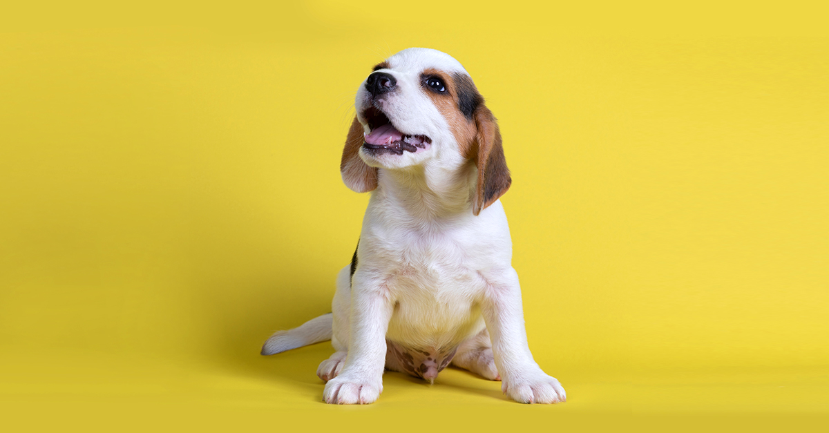 Adoption d'un chien : quelles démarches effectuer et comment le choisir