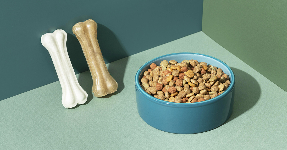 L'alimentation du chien : comment le nourrir correctement