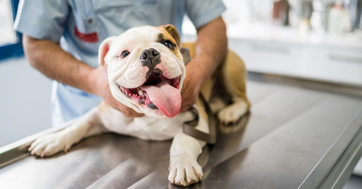 Prendre soin de son chien : comment assurer une bonne santé à son chien