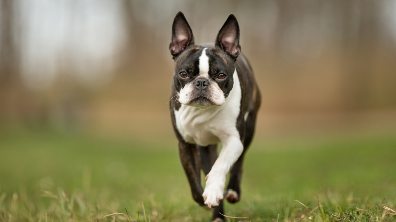 Boston Terrier : histoire, caractéristiques, éducation et coût