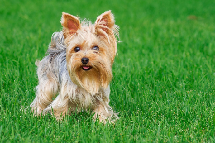 Yorkshire Terrier : histoire, caractéristiques, éducation et coût