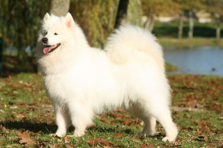 Samoyède : histoire, caractéristiques, éducation et coût