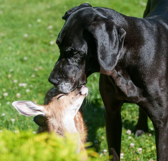 11 photos de chiens qui ont choisi pour amis des animaux d'autres espèces