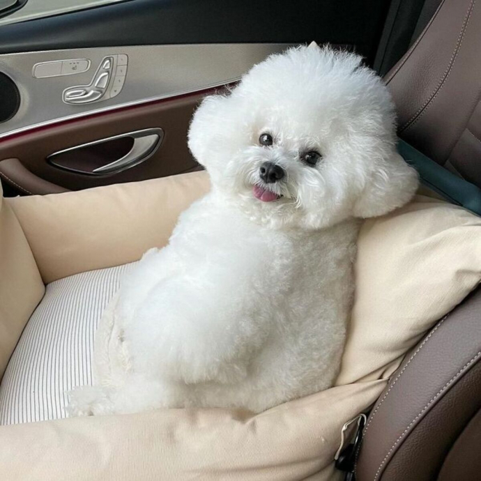 20 photos ravissantes de Ham Arang, Bichon à poil frisé dont la bonne ...