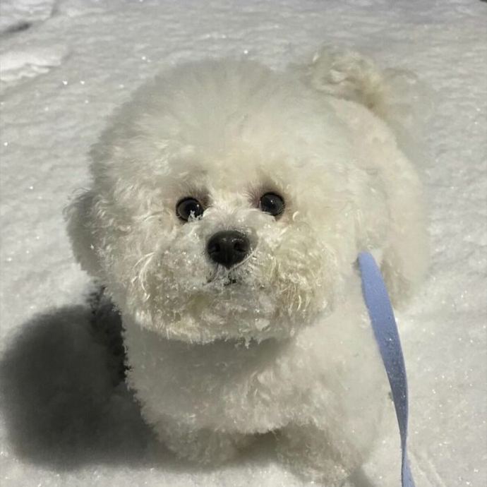 20 photos ravissantes de Ham Arang, Bichon à poil frisé dont la bonne ...