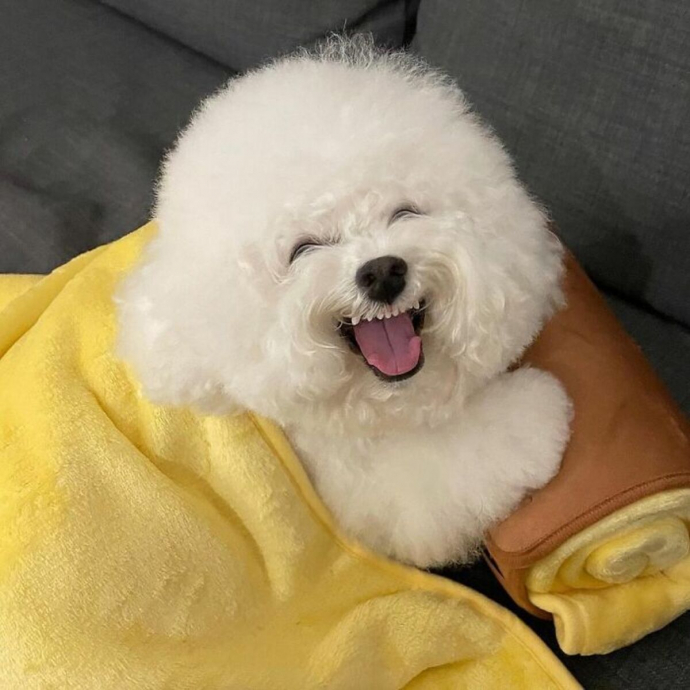 20 photos ravissantes de Ham Arang, Bichon à poil frisé dont la bonne ...