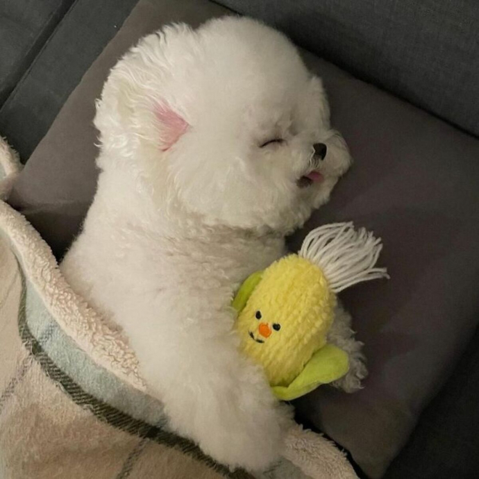 20 photos ravissantes de Ham Arang, Bichon à poil frisé dont la bonne ...
