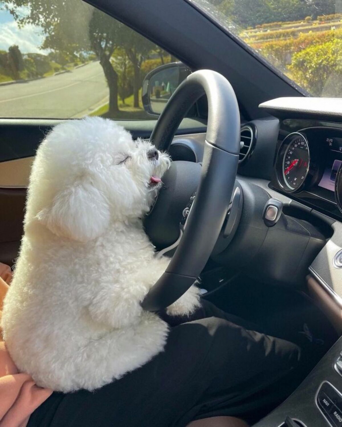 20 photos ravissantes de Ham Arang, Bichon à poil frisé dont la bonne ...