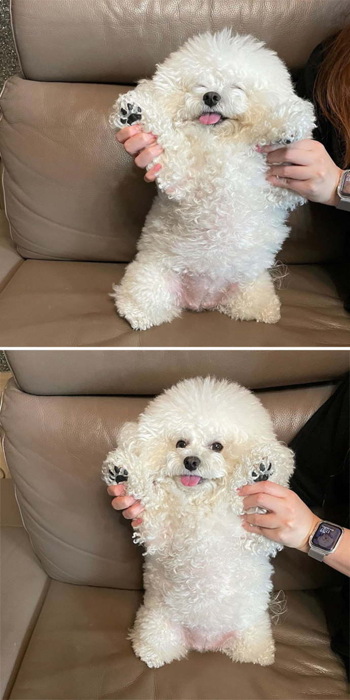20 photos ravissantes de Ham Arang, Bichon à poil frisé dont la bonne ...