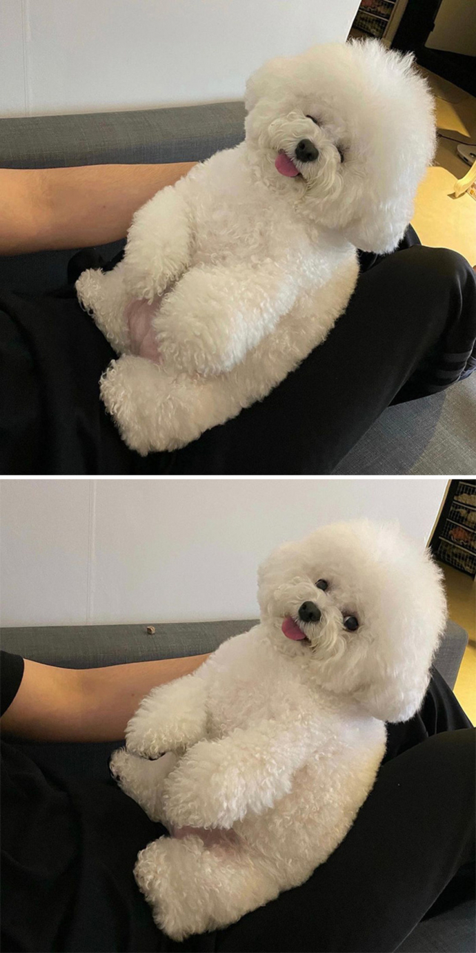 20 photos ravissantes de Ham Arang, Bichon à poil frisé dont la bonne ...