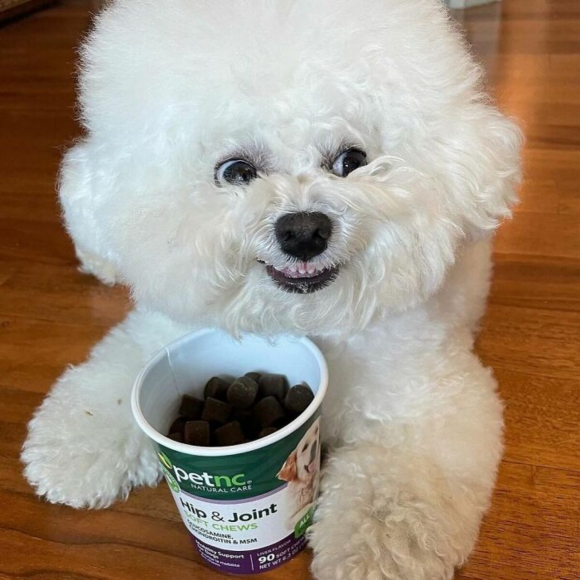 20 photos ravissantes de Ham Arang, Bichon à poil frisé dont la bonne ...