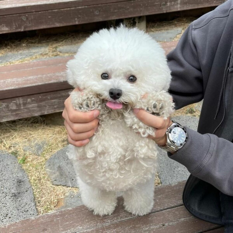 20 photos ravissantes de Ham Arang, Bichon à poil frisé dont la bonne ...