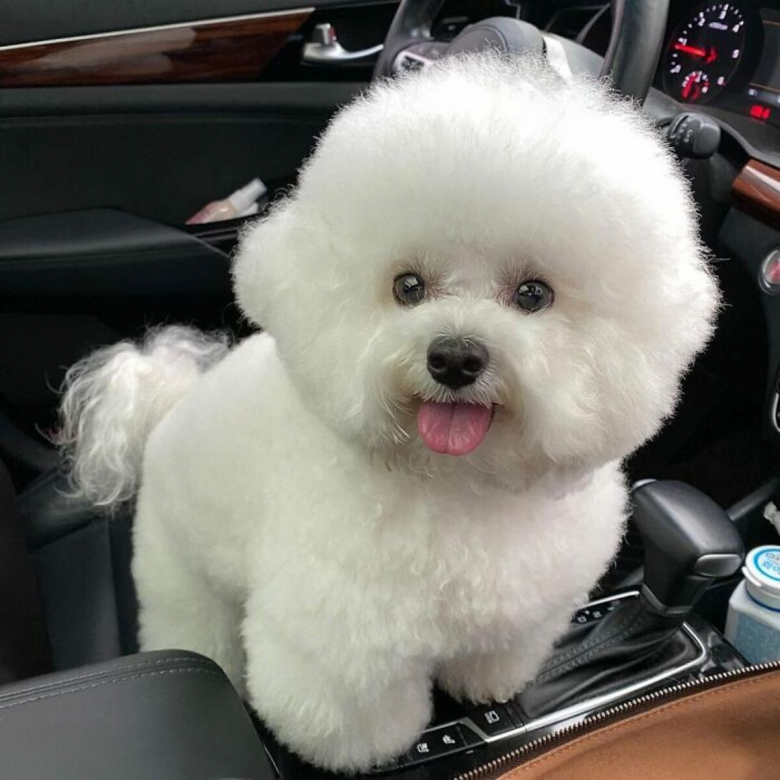 20 photos ravissantes de Ham Arang, Bichon à poil frisé dont la bonne ...