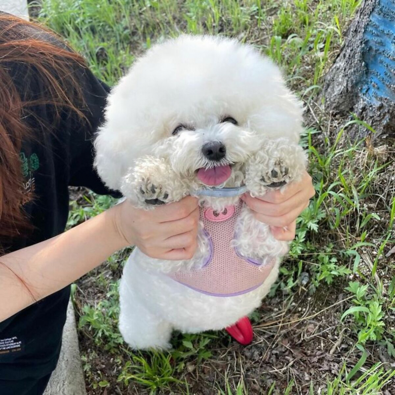 20 photos ravissantes de Ham Arang, Bichon à poil frisé dont la bonne ...