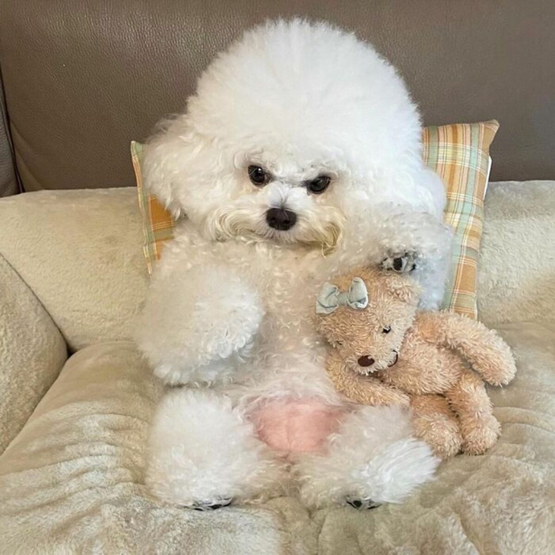 20 photos ravissantes de Ham Arang, Bichon à poil frisé dont la bonne ...