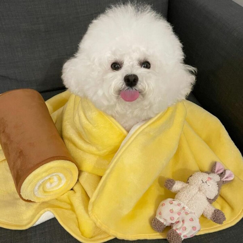 20 photos ravissantes de Ham Arang, Bichon à poil frisé dont la bonne ...