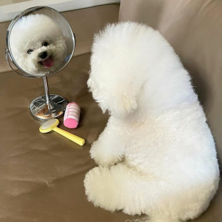 20 photos ravissantes de Ham Arang, Bichon à poil frisé dont la bonne ...