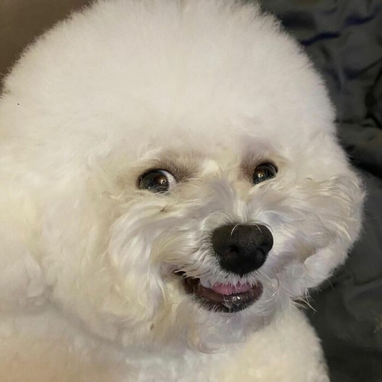 20 photos ravissantes de Ham Arang, Bichon à poil frisé dont la bonne ...