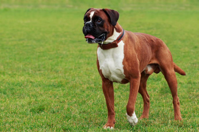 Boxer : histoire, caractéristiques, éducation et coût