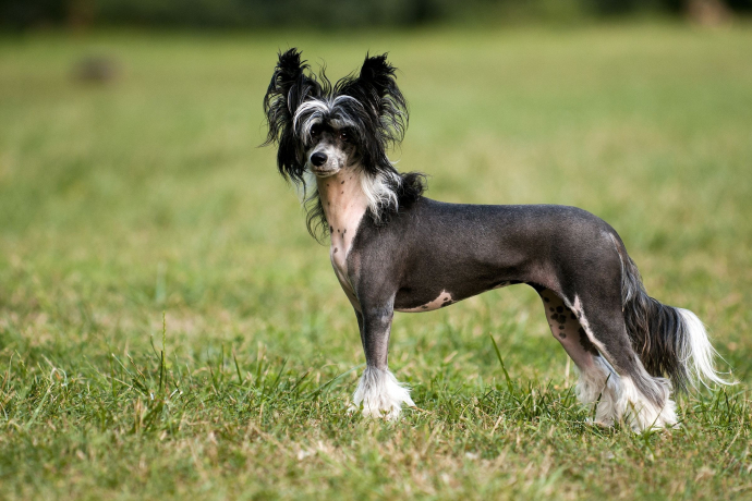 Chien Chinois à crête : histoire, caractéristiques, éducation et coût