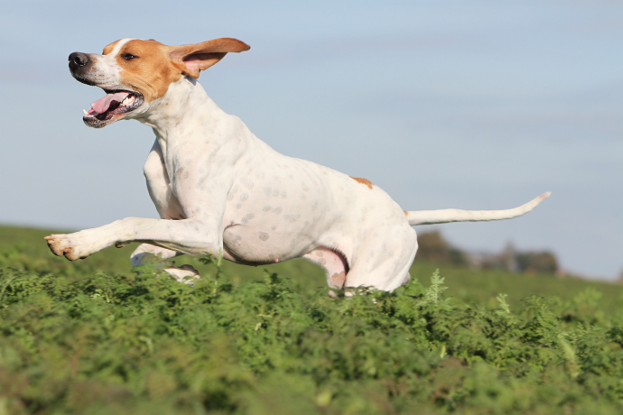 Pointer Anglais : histoire, caractéristiques, éducation et coût