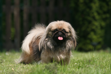 Pékinois : histoire, caractéristiques, éducation et coût