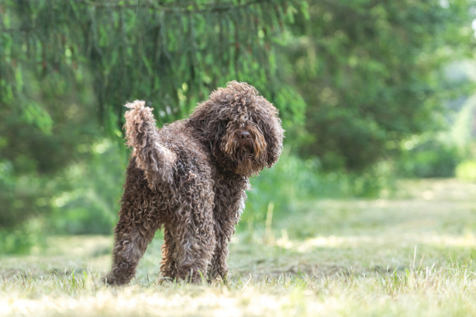 Barbet : histoire, caractéristiques, éducation et coût