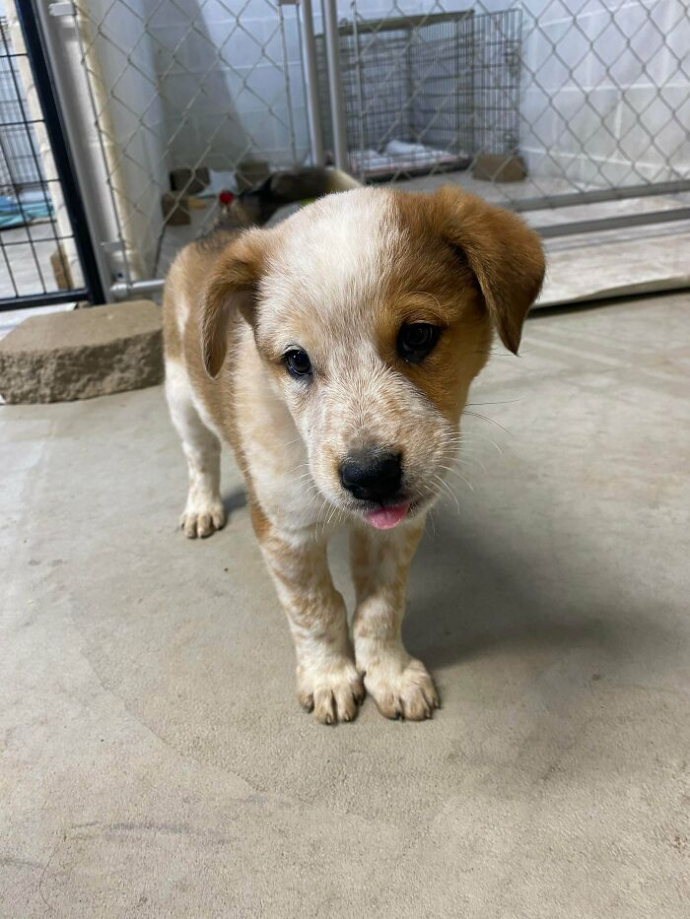 20 photos de chiens issus de refuges ou de la rue et qui savourent leur ...