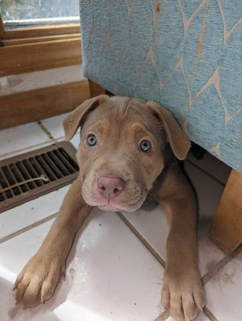 20 photos de chiens issus de refuges ou de la rue et qui savourent leur ...