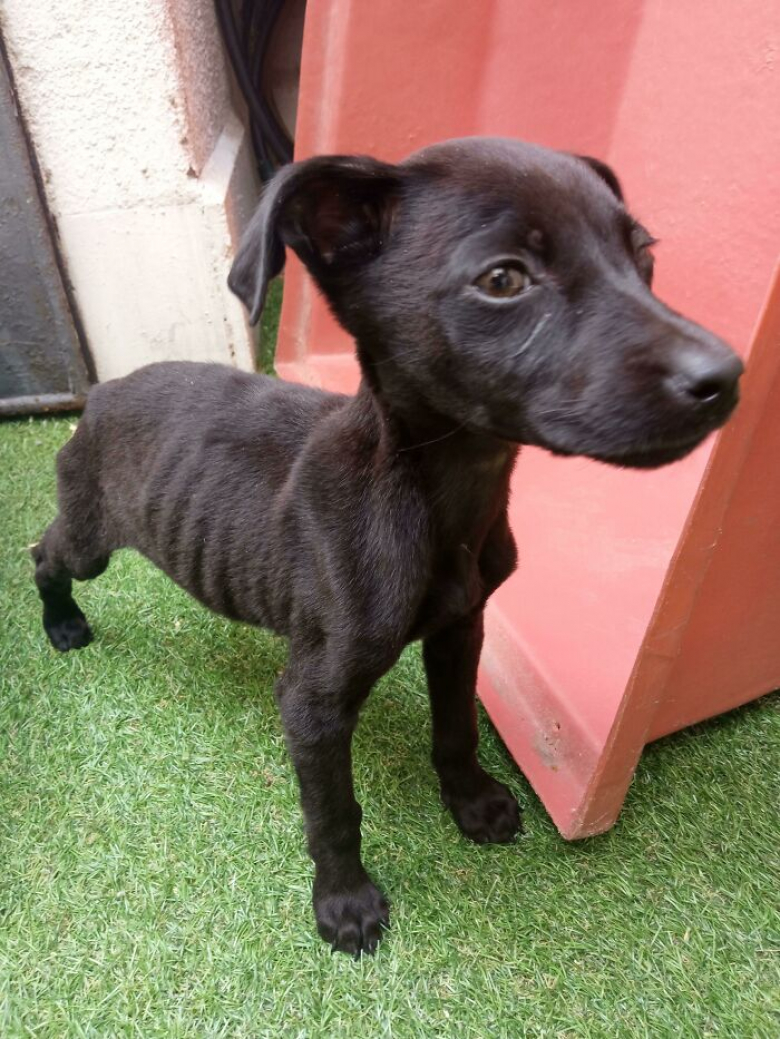 20 photos de chiens issus de refuges ou de la rue et qui savourent leur ...