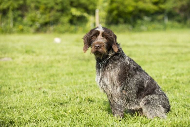 Griffon Korthals : histoire, caractéristiques, éducation et coût