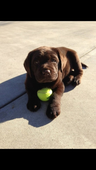 20 raisons qui font du Labrador Retriever un compagnon exceptionnel 20 raisons qui font du Labrador Retriever un compagnon exceptionnel