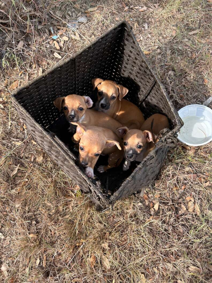 Surprise de mauvais goût : dans ce carton abandonné en plein soleil ...