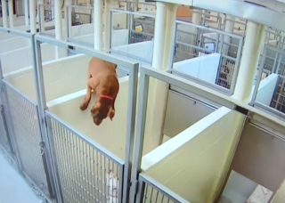 L’histoire émouvante de Brenda et Linda, deux chiennes Pitbull ...