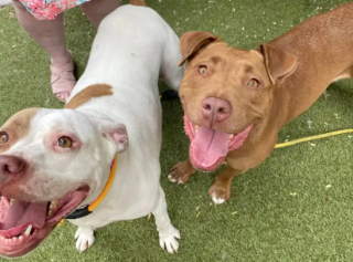 L’histoire émouvante de Brenda et Linda, deux chiennes Pitbull ...