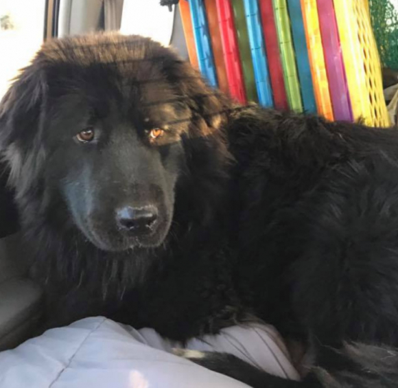 La belle histoire d'Everest, le chien abandonné devenu chien de ...