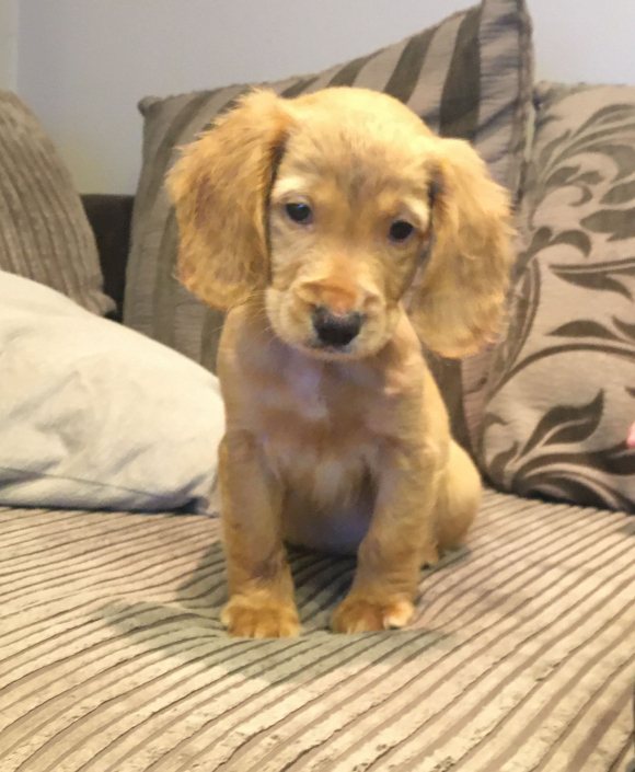 Déterminé à adopter un chiot, cet enfant se fait passer pour sa mère ...