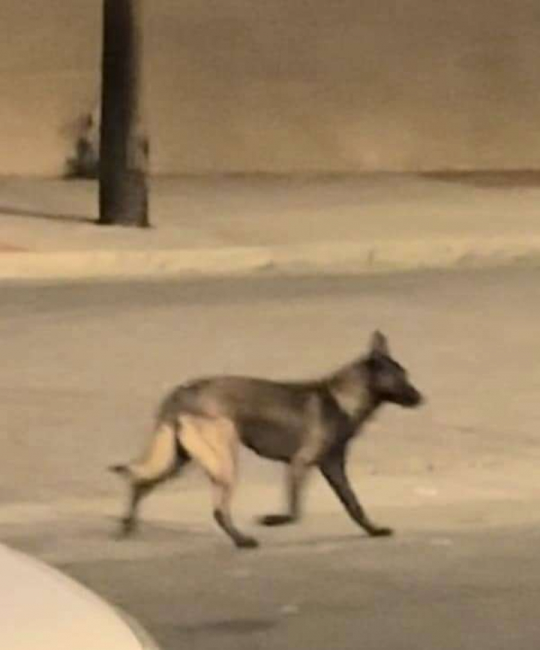 Un chien errant dans le quartier retrouve enfin le bonheur grâce à un ...
