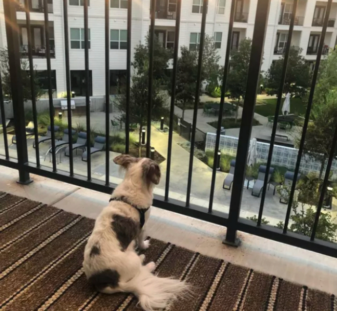 20 photos de chiens qui ont transformé leur balcon en tour de guet