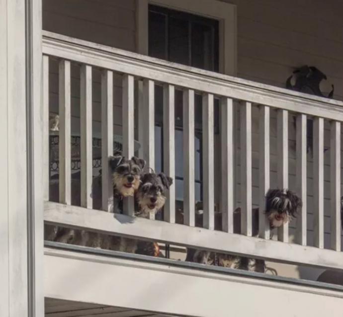 20 photos de chiens qui ont transformé leur balcon en tour de guet