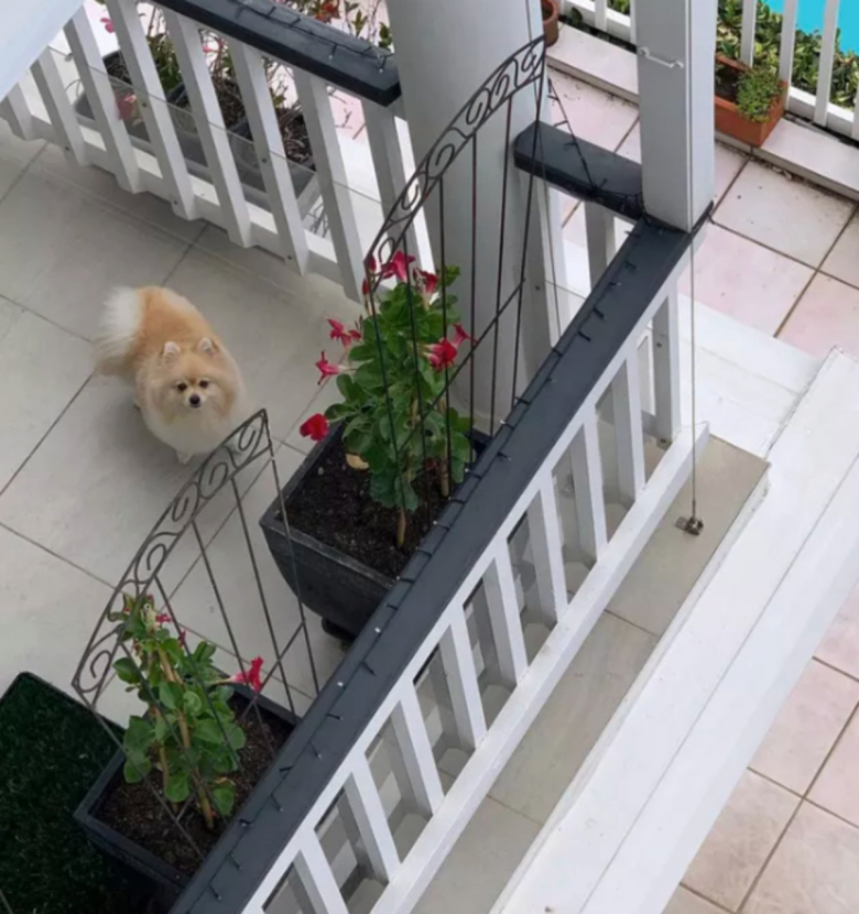 20 photos de chiens qui ont transformé leur balcon en tour de guet