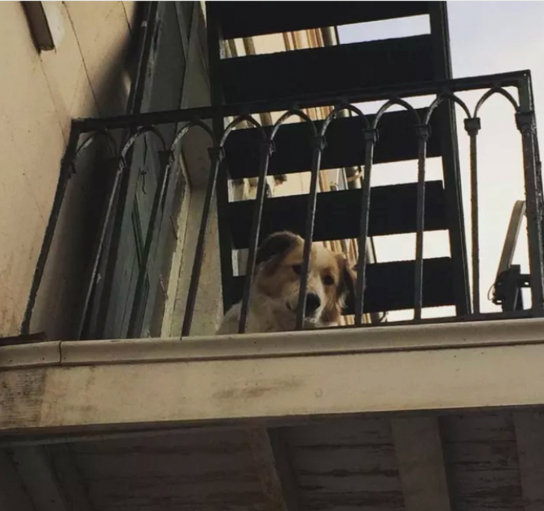 20 photos de chiens qui ont transformé leur balcon en tour de guet