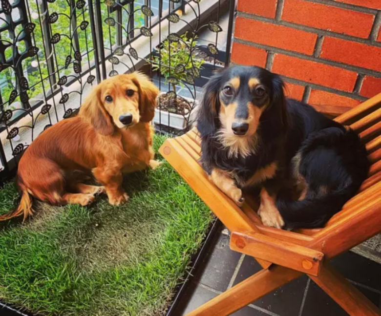 20 photos de chiens qui ont transformé leur balcon en tour de guet