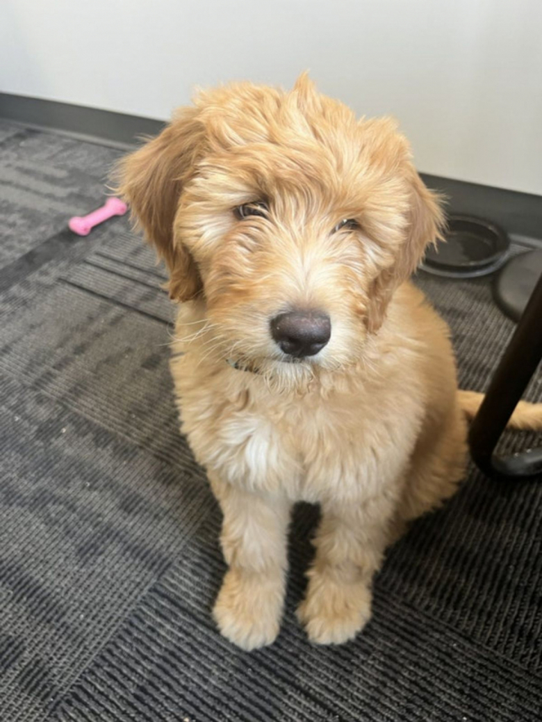 20 photos de Goldendoodles qui embelliront votre journée avec leur ...