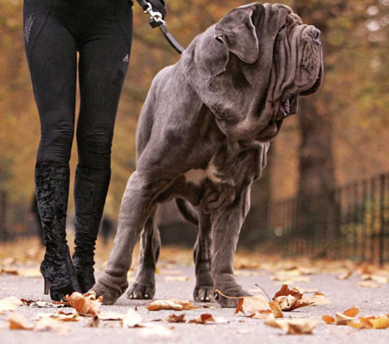 14 races de chiens taille XXL : les géants au grand cœur et au poil doux