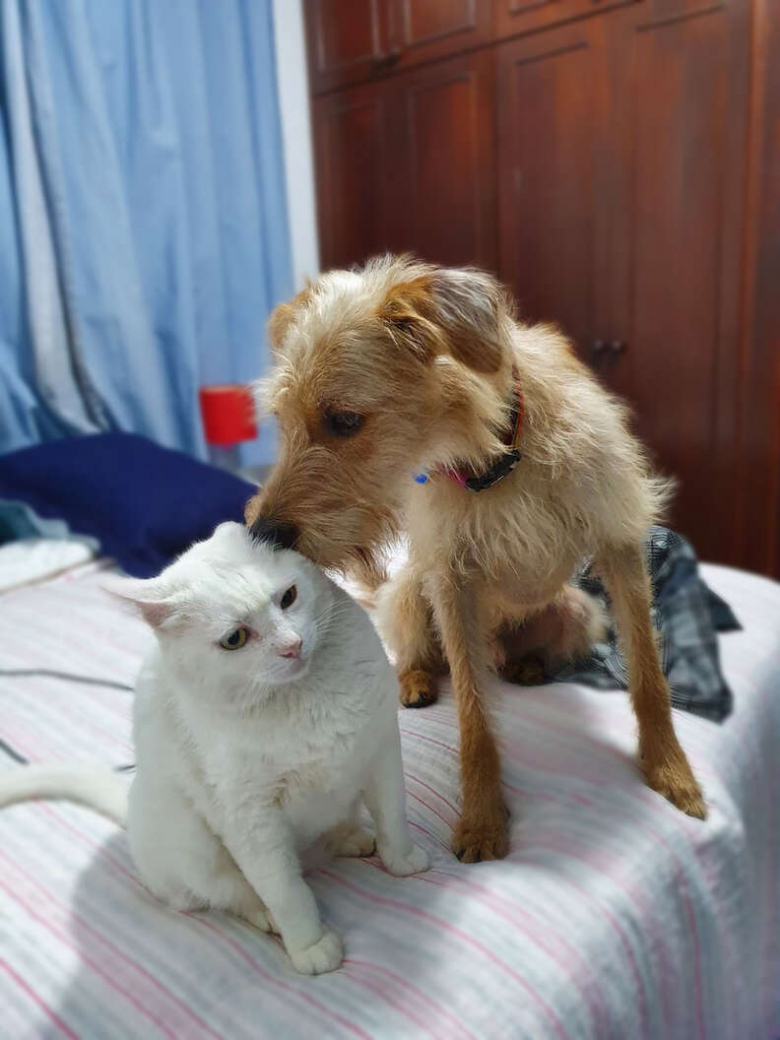 Par respect pour son aîné, ce chiot offre ses friandises au chat de la ...