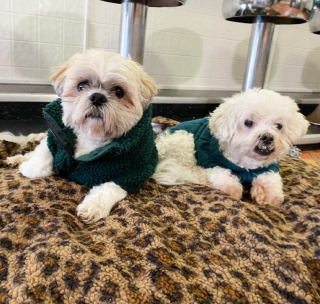 Découvrez Vintage Pet Rescue, un refuge pour chiens âgés hors du commun ...