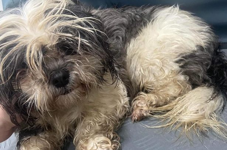 Mimi, une petite Shih Tzu jetée par-dessus une clôture de 5 mètres ...