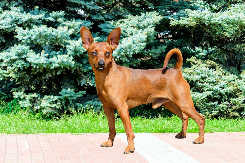 Pinscher Nain