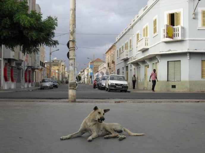 20 photos de chiens errants réalisées par un passionné et prouvant qu ...